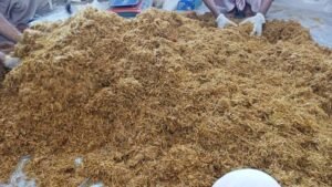 Preparation of straw substrate for growing Oyster Mushrooms